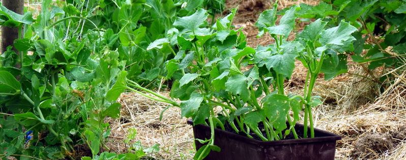 [INVITATION] Visite du potager du «Temps» et découverte de la permaculture