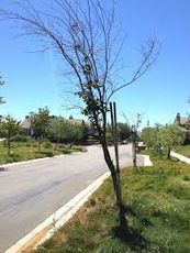 Tree Planting Request