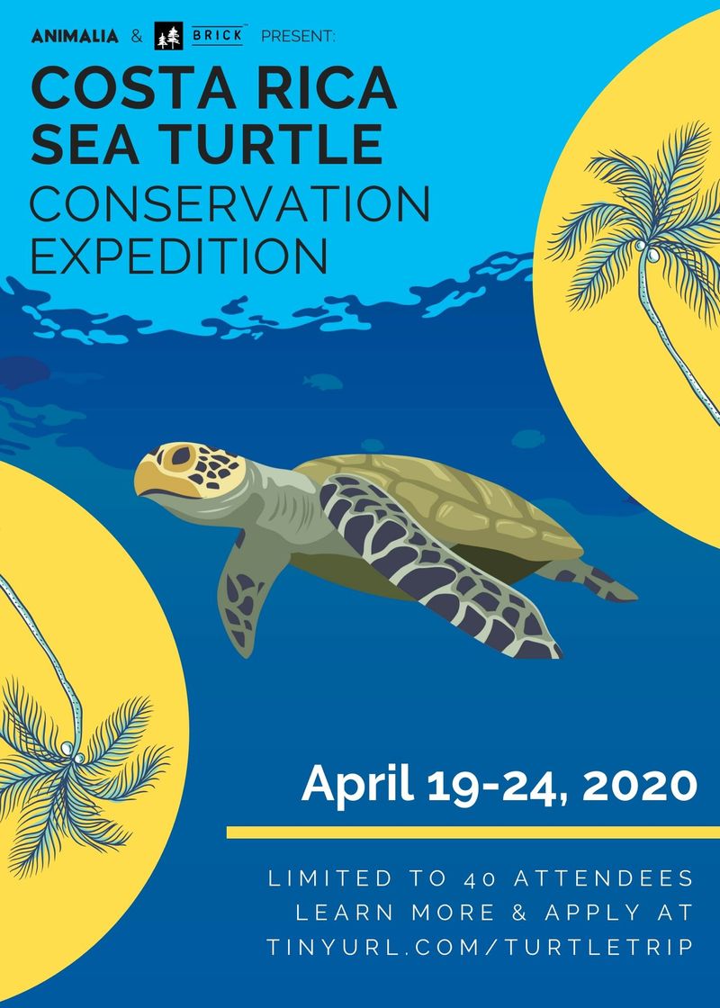 Brick & Animalia's Costa Rican Sea Turtle Conservation Expedition