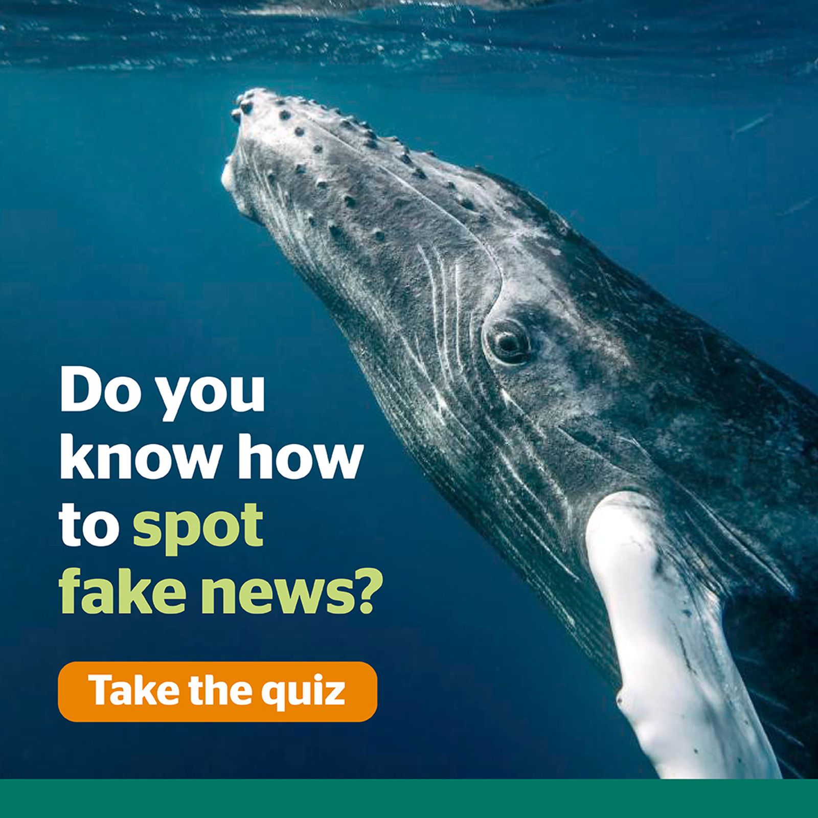 How to spot fake news: Wind and whale edition
