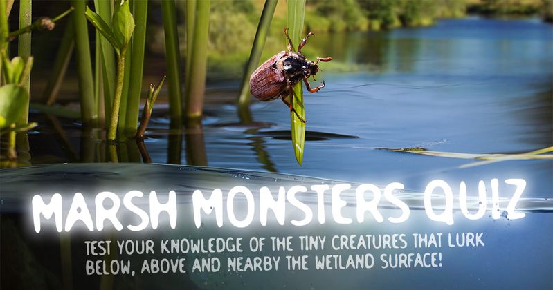 Do you know your marsh monsters? Take the quiz!