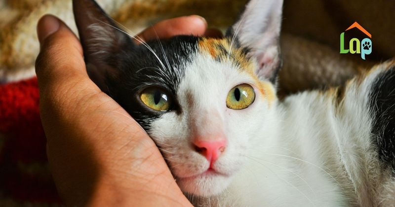 LAP Cat Fostering Form